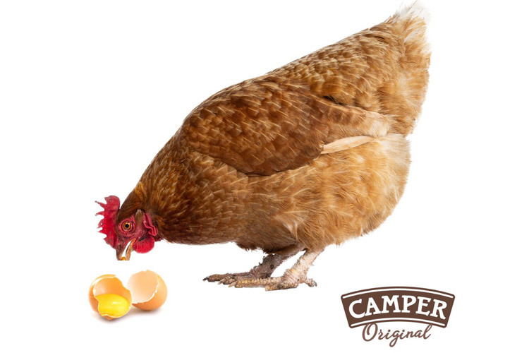 ¿por Qué Mis Gallinas Se Comen Los Huevos Nanta