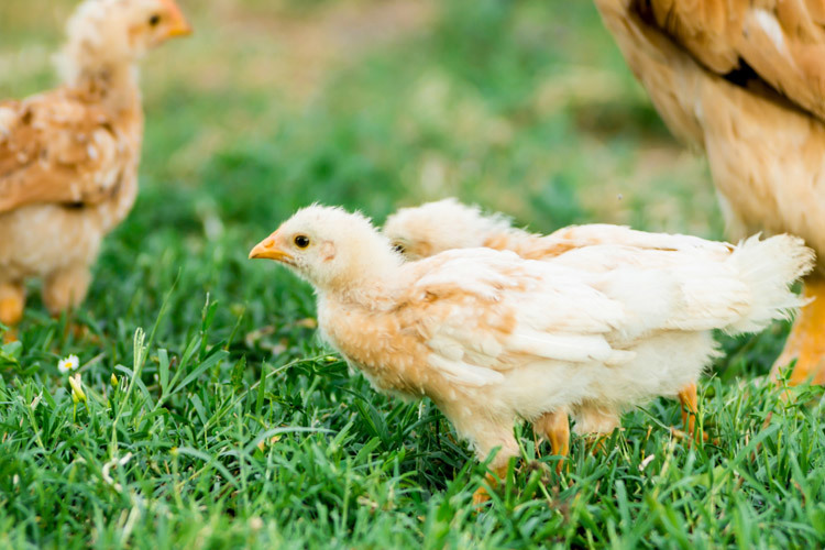 Lo que debes saber para una buena alimentación del pollo casero - Nanta