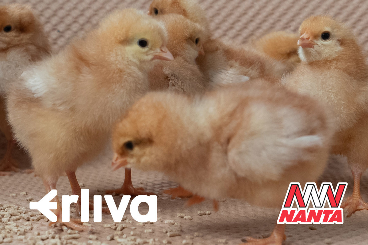 Erliva, nuevo concepto nutricional de Nanta para recría de pollitas - Nanta