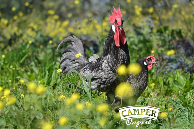 Tipos De Razas De Aves De Corral Razas De Gallinas | PPT
